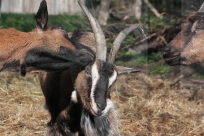 Why Do Goats Flap Their Tongues? - Goat Journal